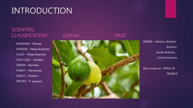 Guava | PPTX | Agriculture | Industries