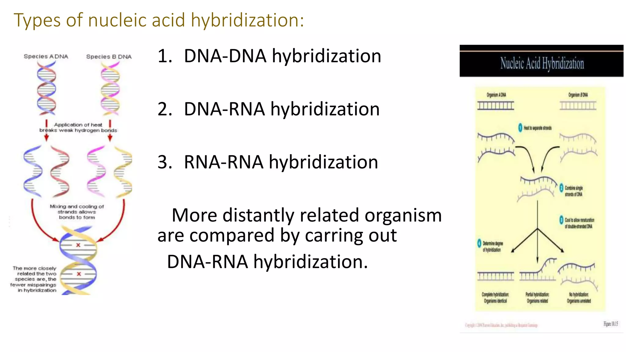 nucleic acid sequencing methods(DNA finger printing,nucleic acid ...