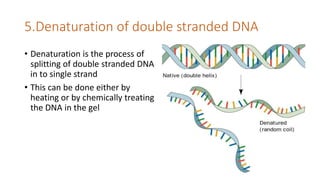 nucleic acid sequencing methods(DNA finger printing,nucleic acid ...