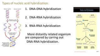 nucleic acid sequencing methods(DNA finger printing,nucleic acid ...