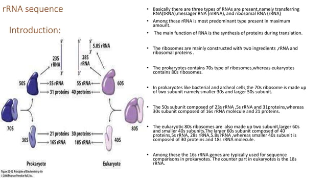Nucleic Acid Sequencing Methodsdna Finger Printingnucleic Acid Hybridizationrrna Sequencing