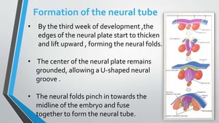 The neural tube defects | PPTX