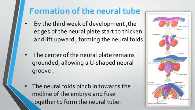The neural tube defects