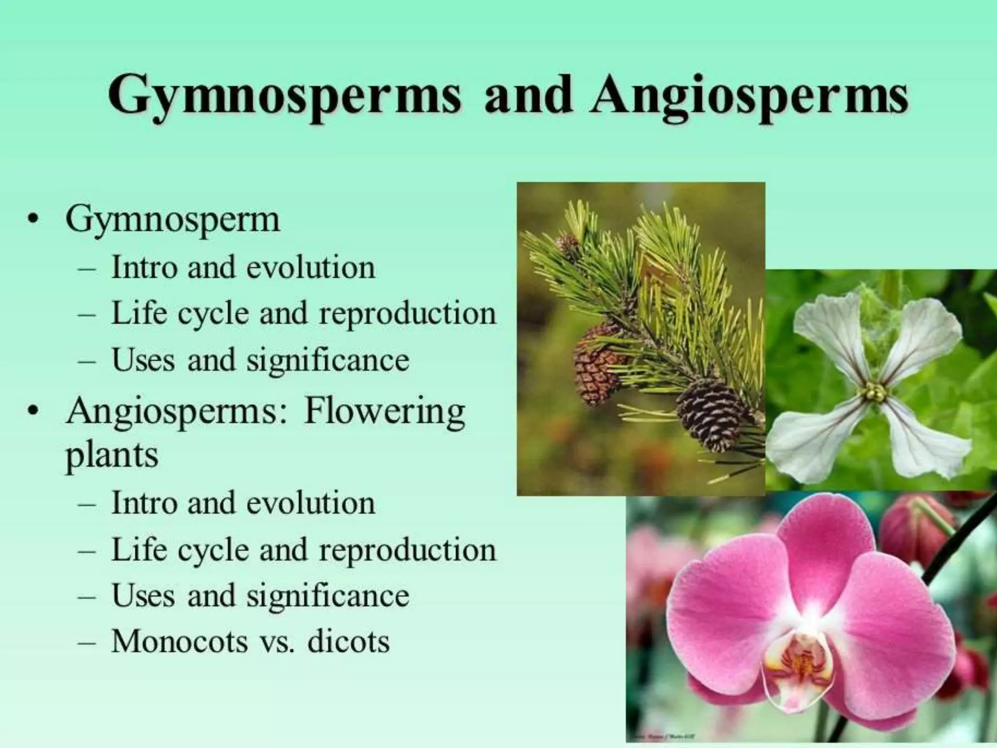 Angiosperm | PPTX