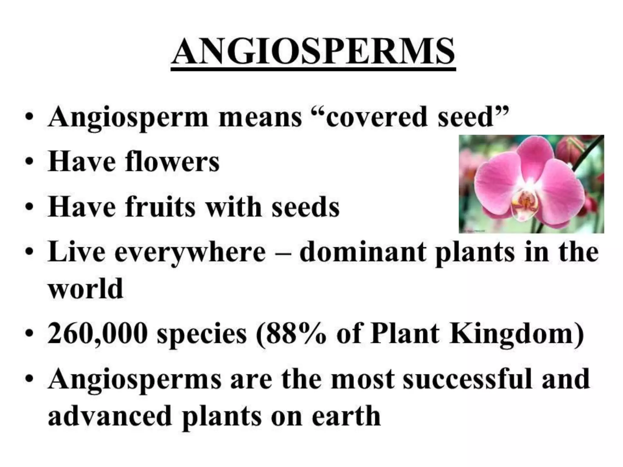 Angiosperm | PPTX