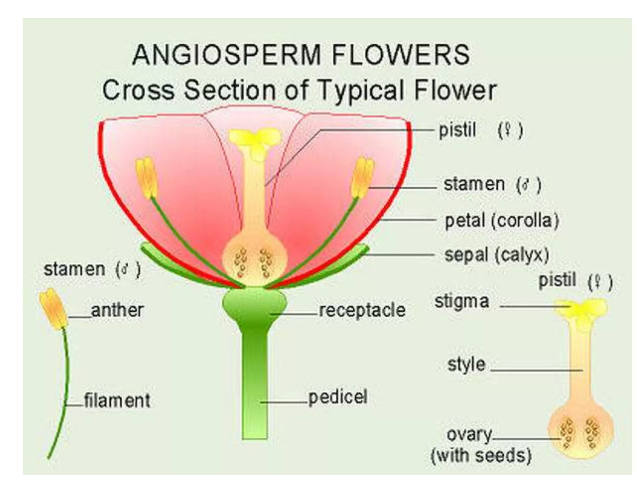 Angiosperm | PPTX