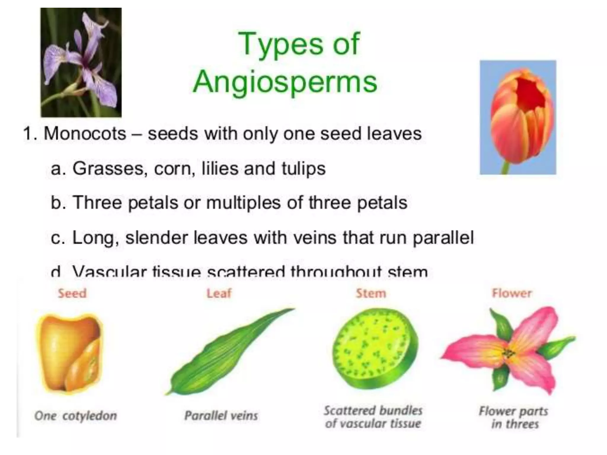 Angiosperm | PPTX
