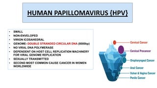 human oncogenic viruses | PPTX