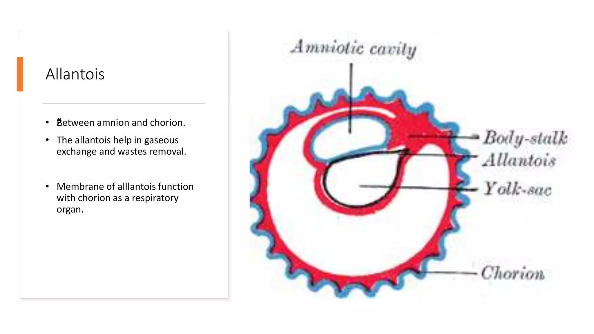 the first amniotes | PPTX