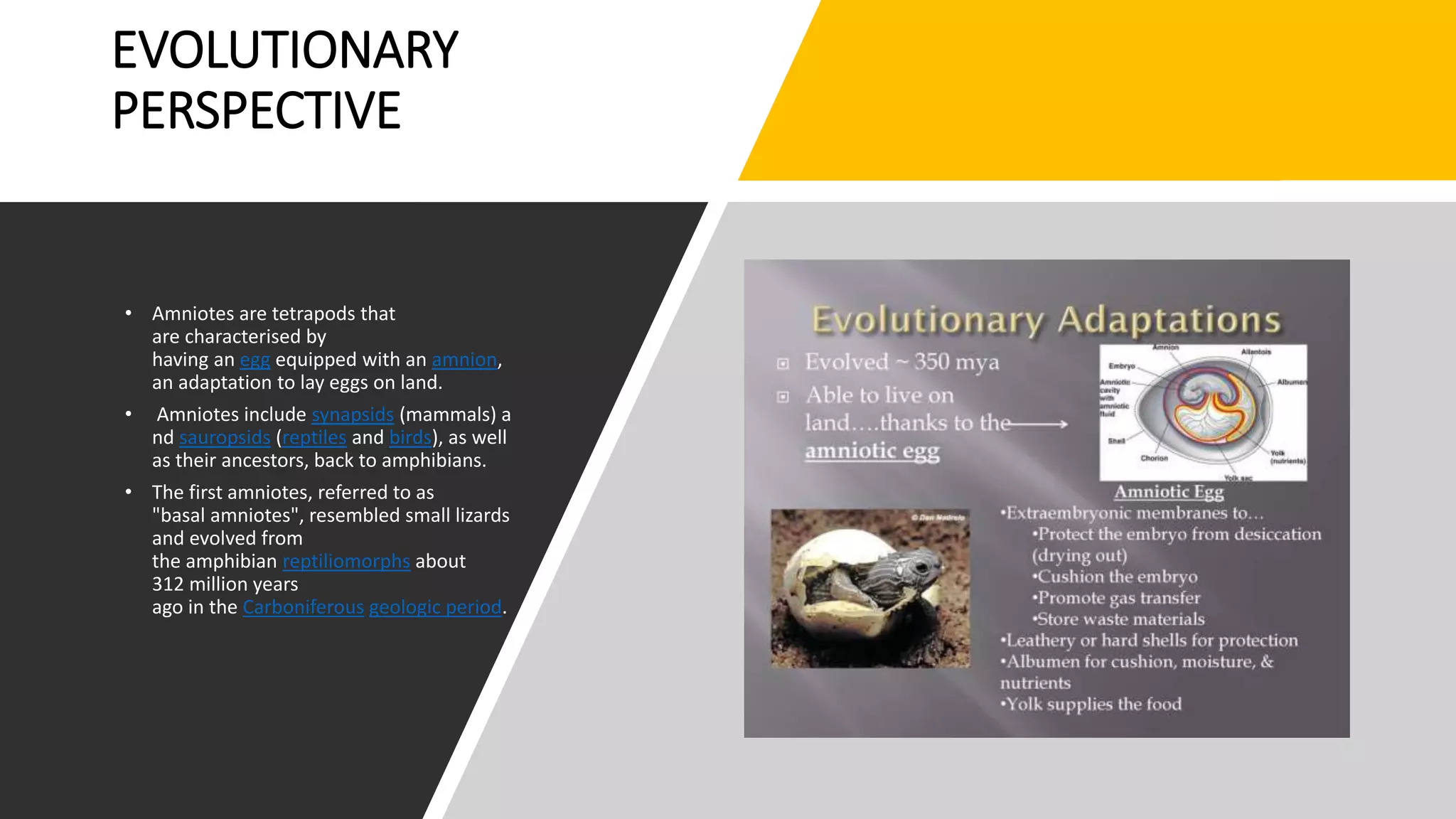 the first amniotes | PPTX