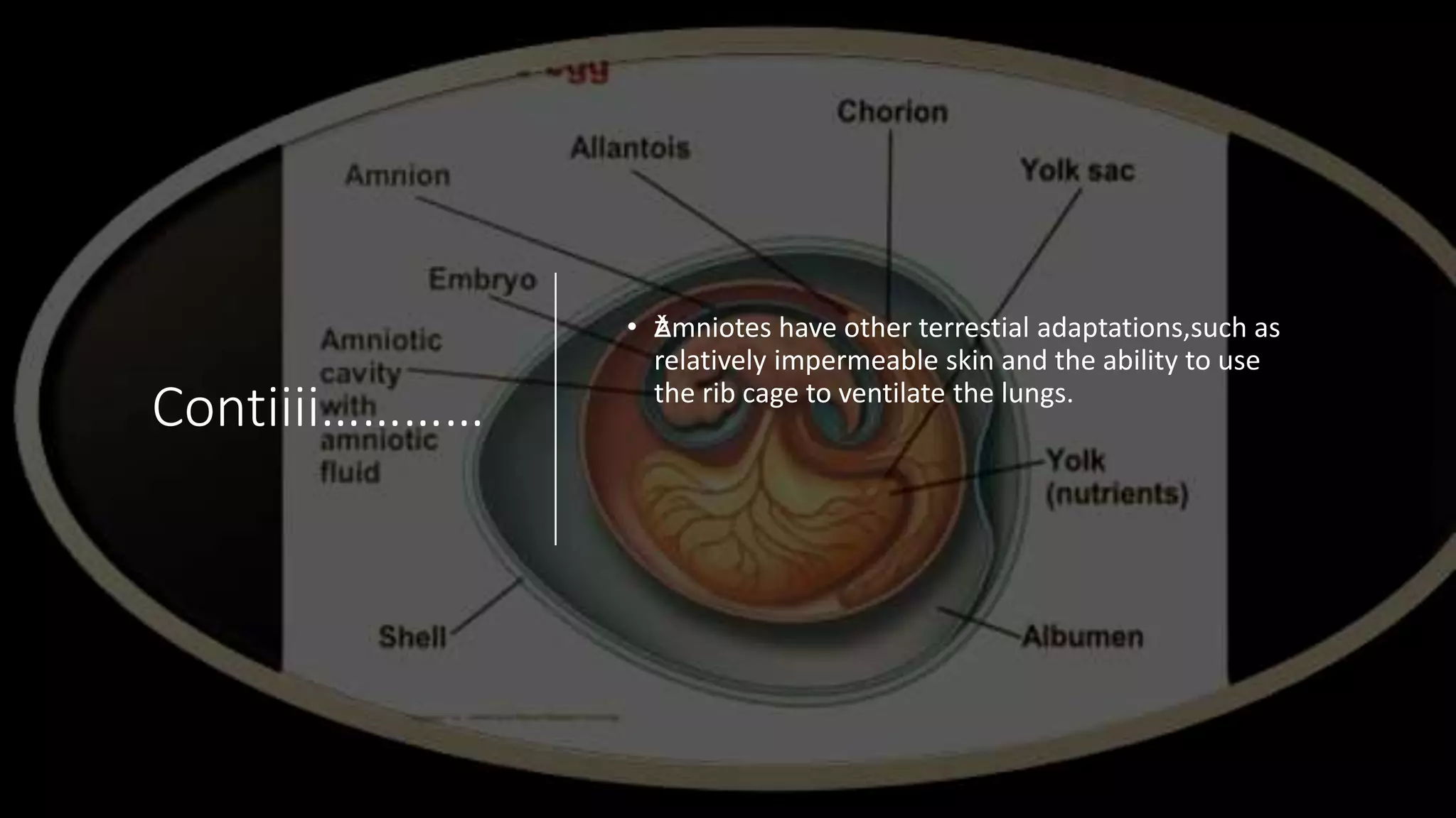 the first amniotes | PPTX