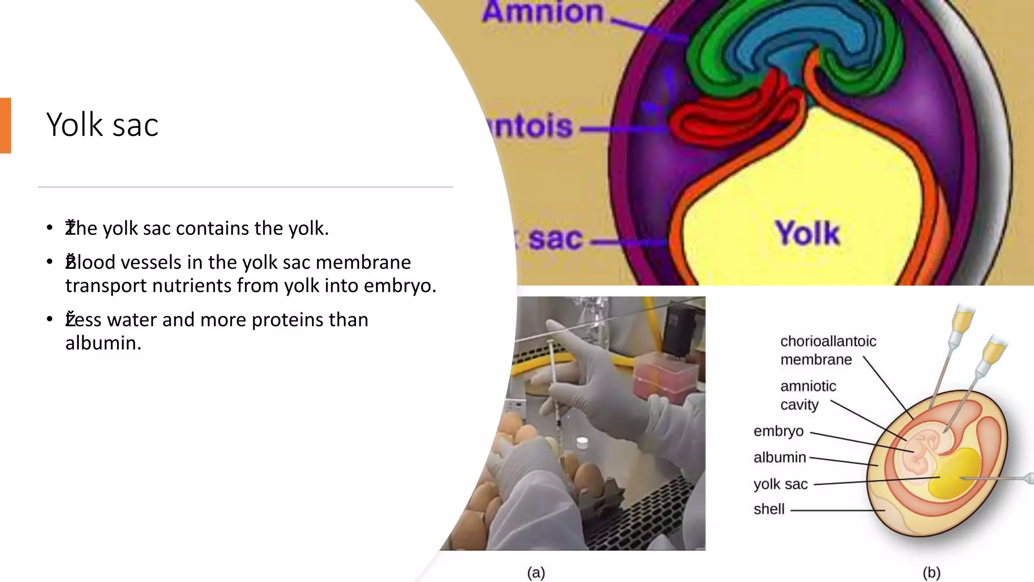 the first amniotes | PPTX