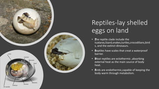 the first amniotes | PPTX