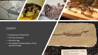 the first amniotes | PPTX