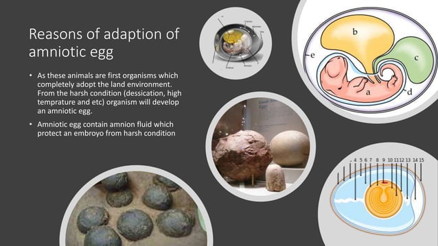 the first amniotes | PPTX | Reptiles | Pets
