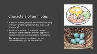 the first amniotes | PPTX