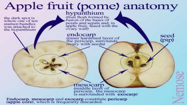 Presentation on apple cultivation practicez | PPTX