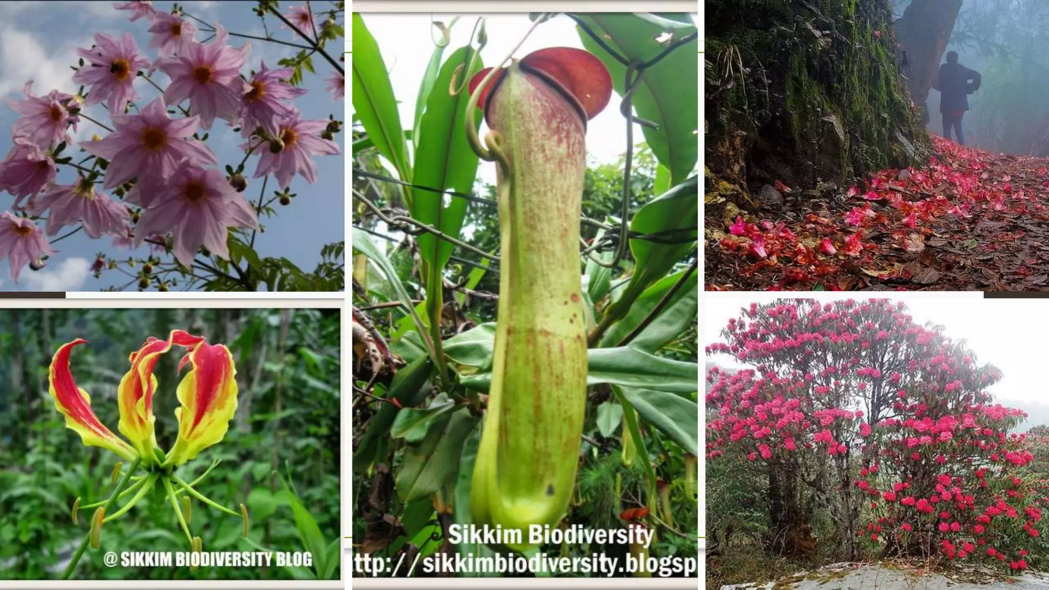Biodiversity and It's conservation in Sikkim | PPTX