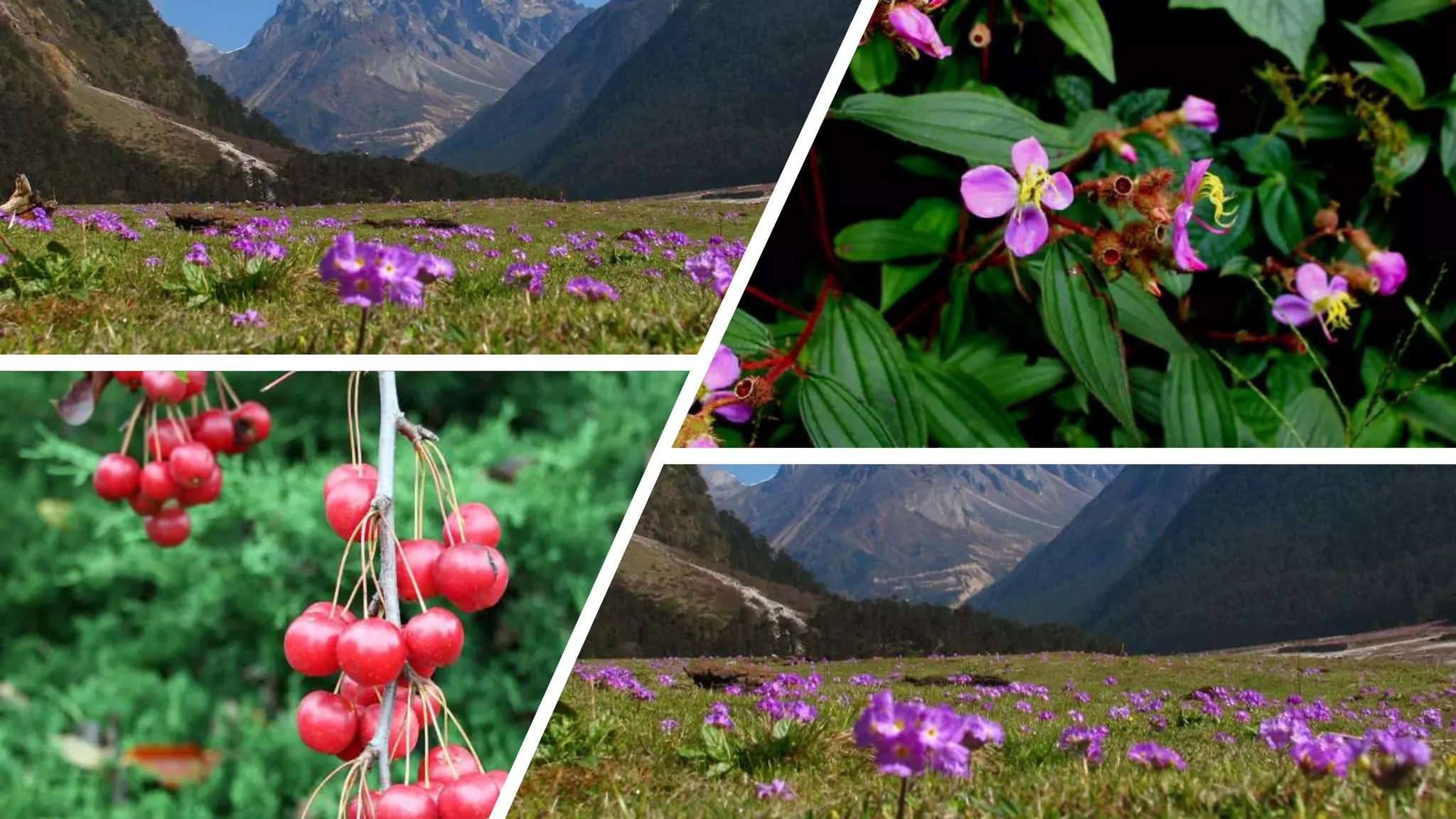 Biodiversity and It's conservation in Sikkim | PPTX