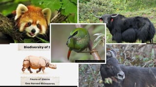 Biodiversity and It's conservation in Sikkim | PPTX