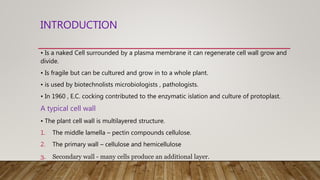 Protoplast culture and isolation | PPTX
