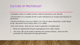 Protoplast culture and isolation | PPTX