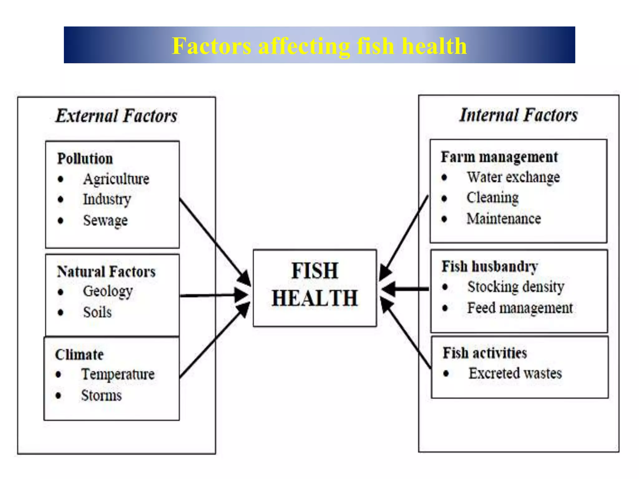 Fish Health Management | PDF
