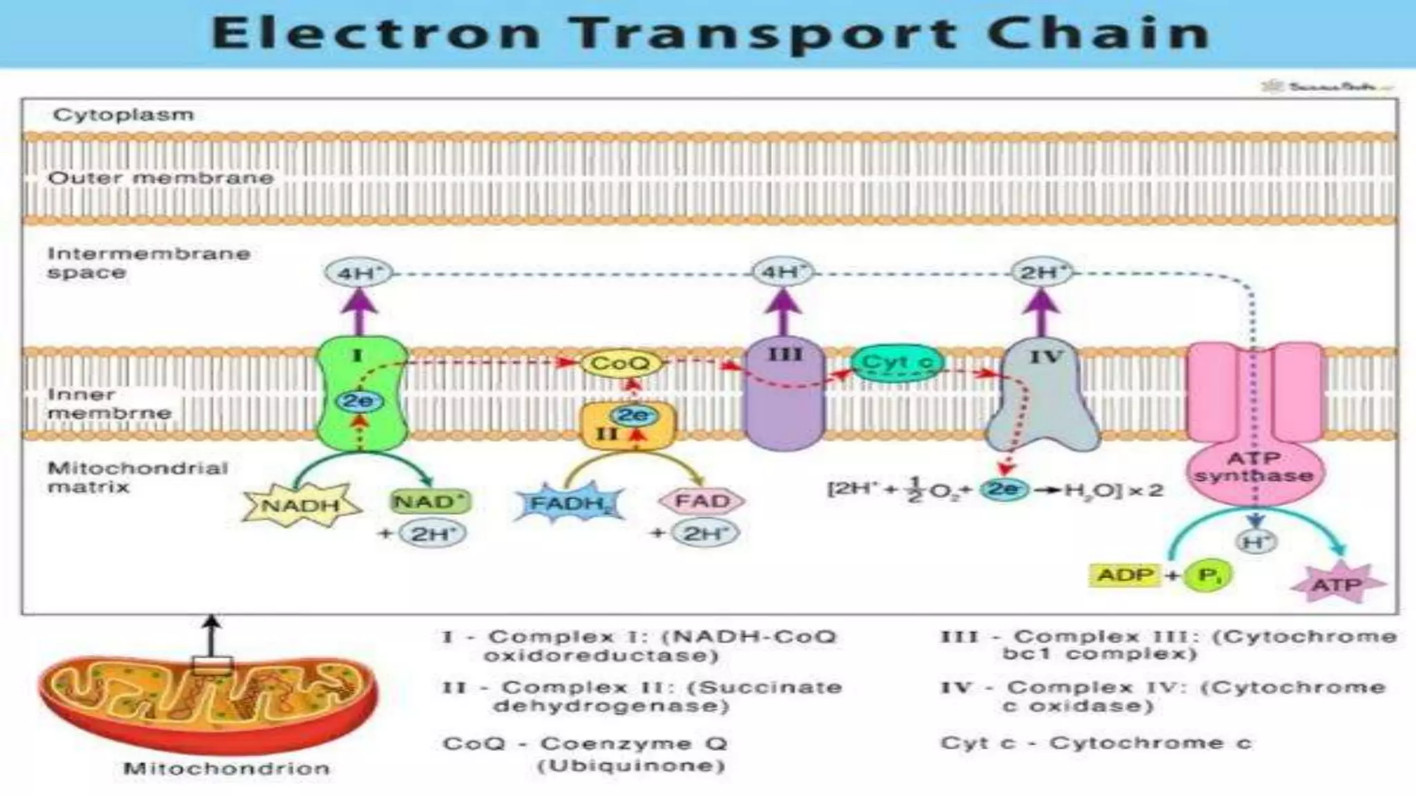 Electron Transport Chain | PPT