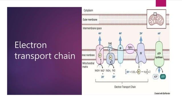 Electron Transport Chain | PPTX