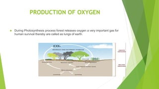 Forest resources | PPTX