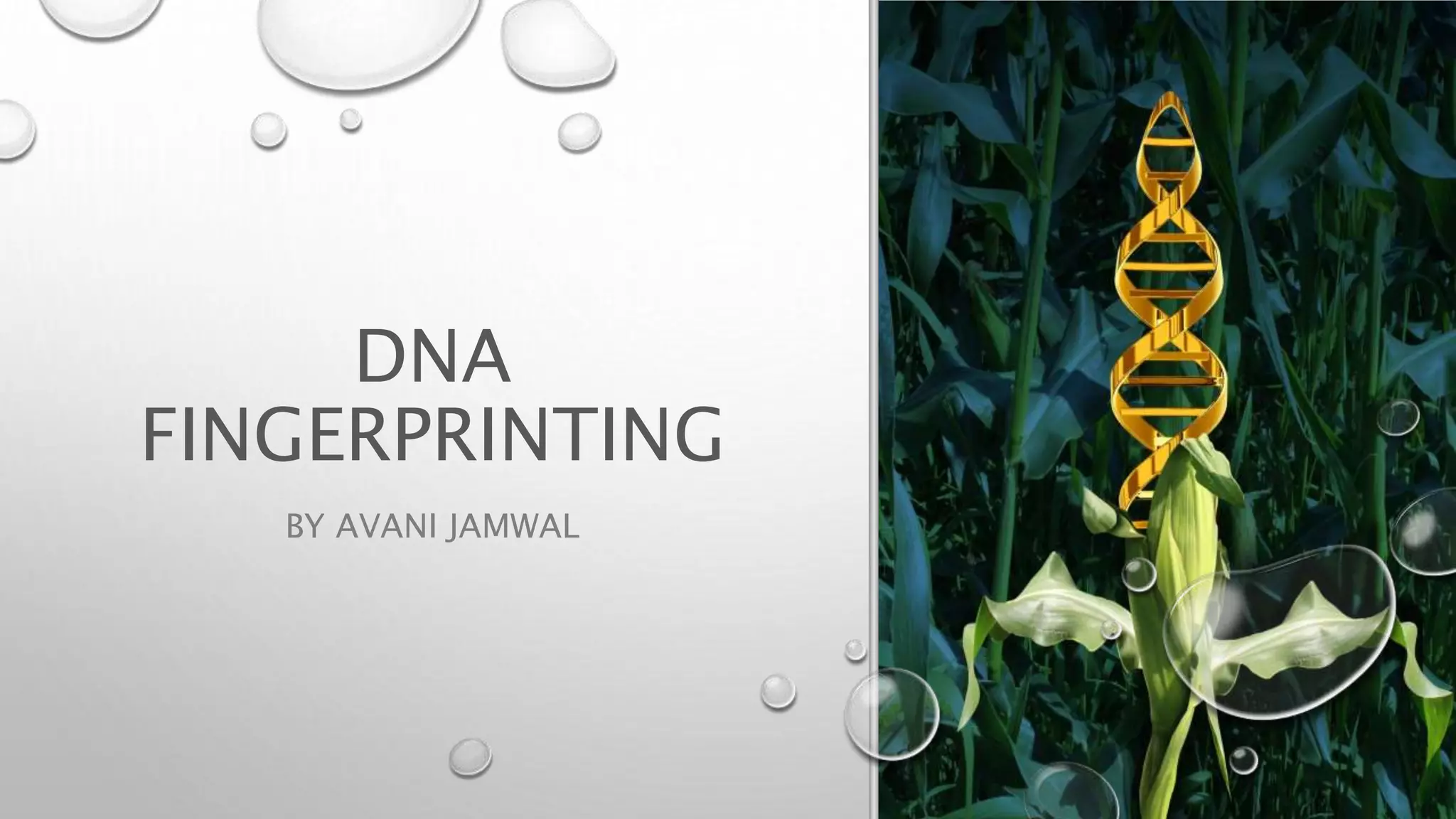 DNA FINGERPRINTING BY JAMWAL | PPTX