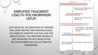 DNA FINGERPRINTING BY JAMWAL | PPT