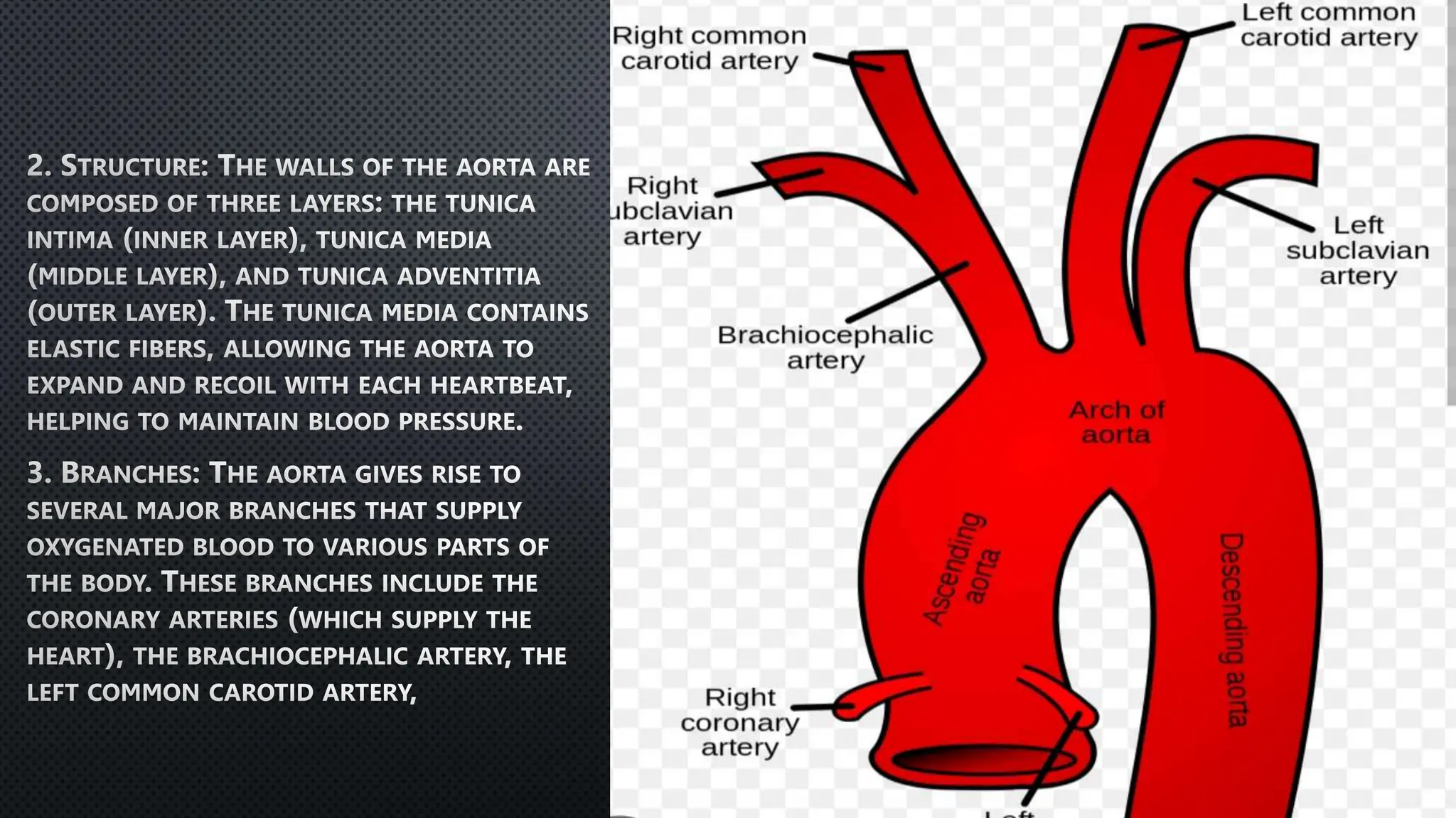 Aorta and the Arterial system of the human being s | PPTX | Heart and ...