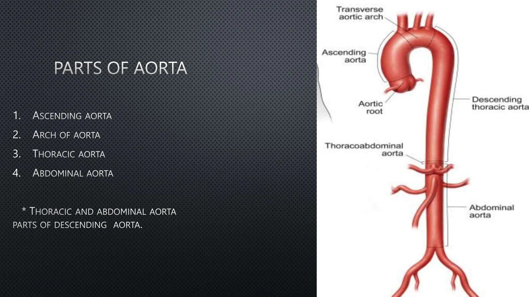 Aorta and the Arterial system of the human being s | PPTX | Heart and ...