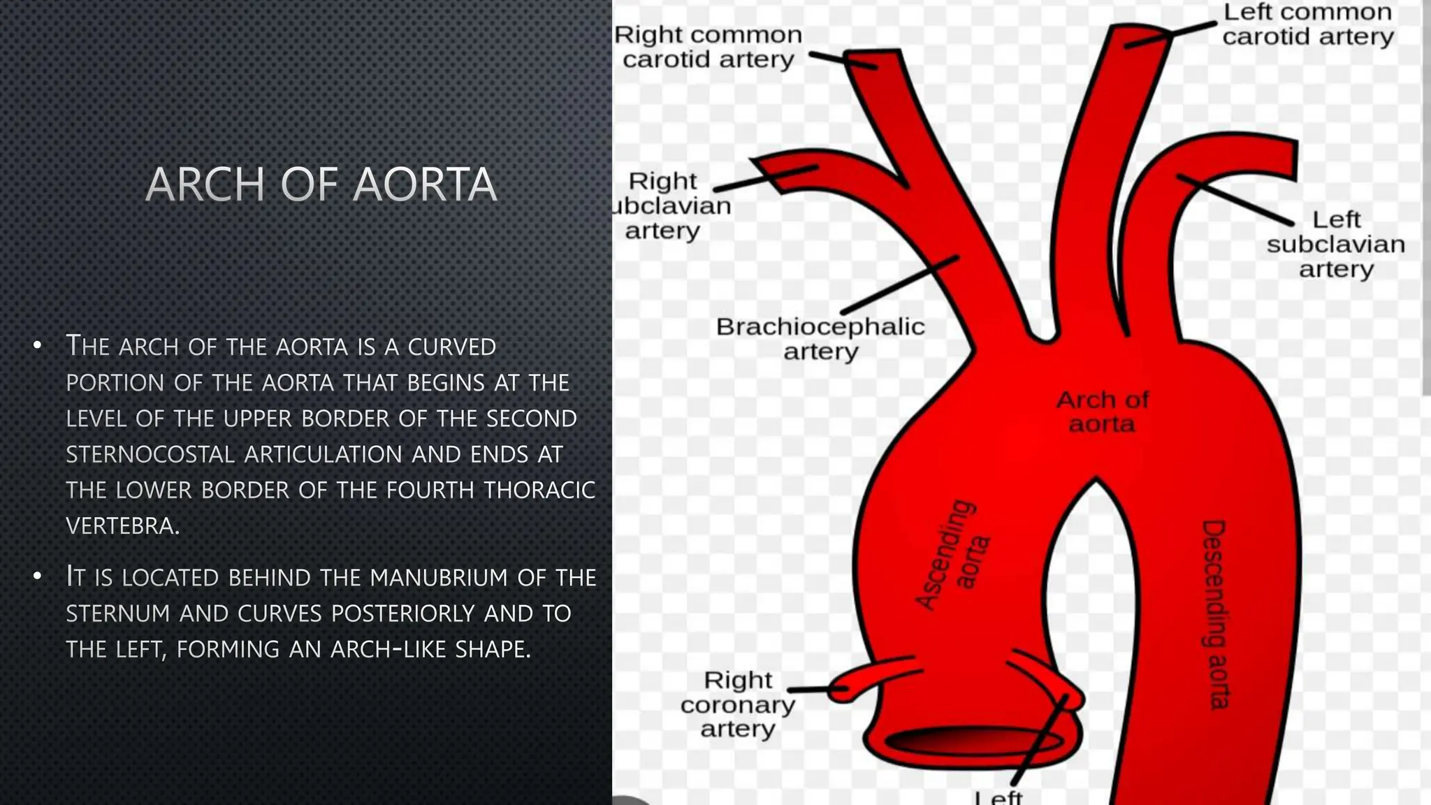 Aorta and the Arterial system of the human being s | PPTX | Heart and ...