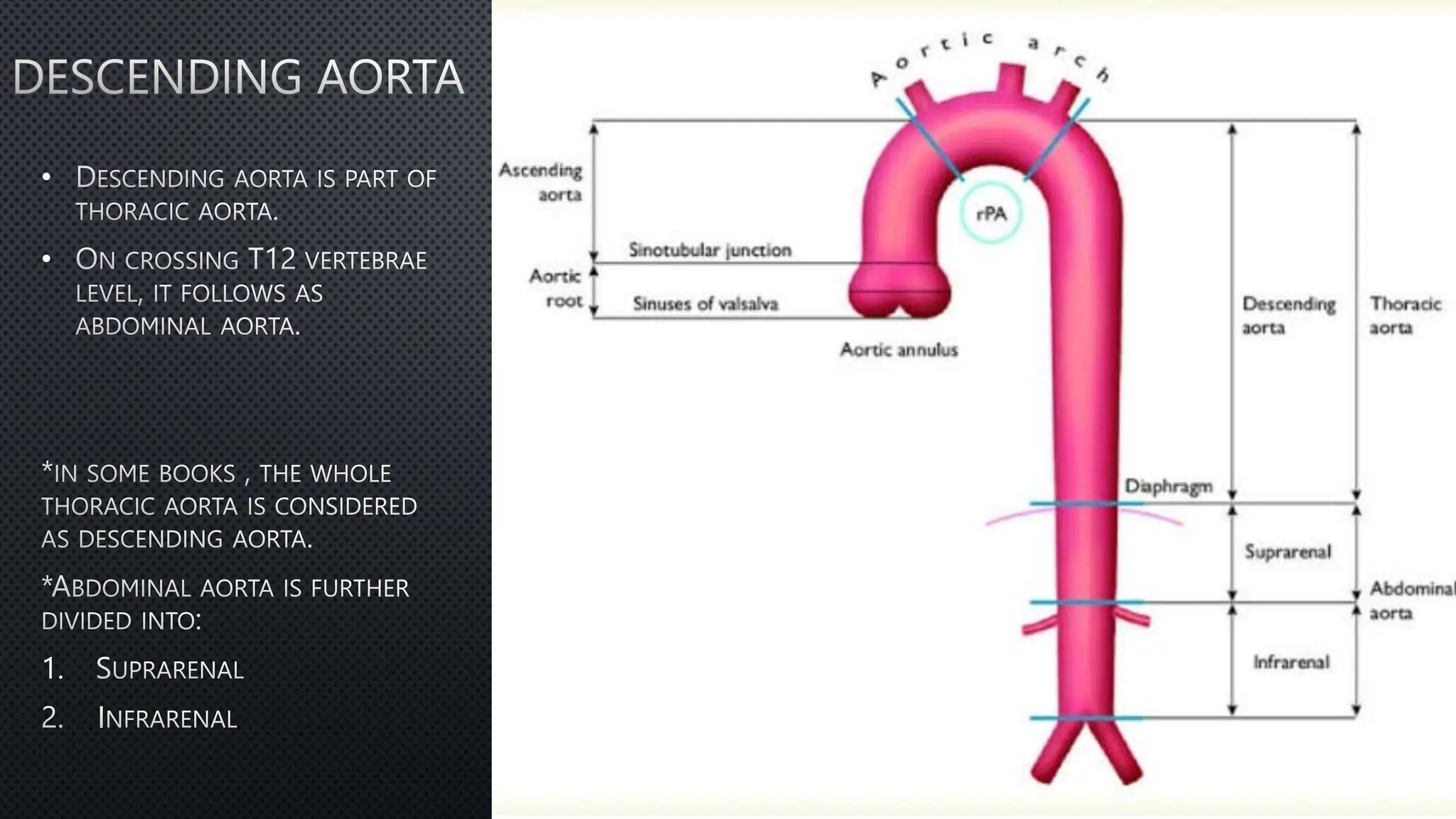 Aorta and the Arterial system of the human being s | PPTX | Heart and ...