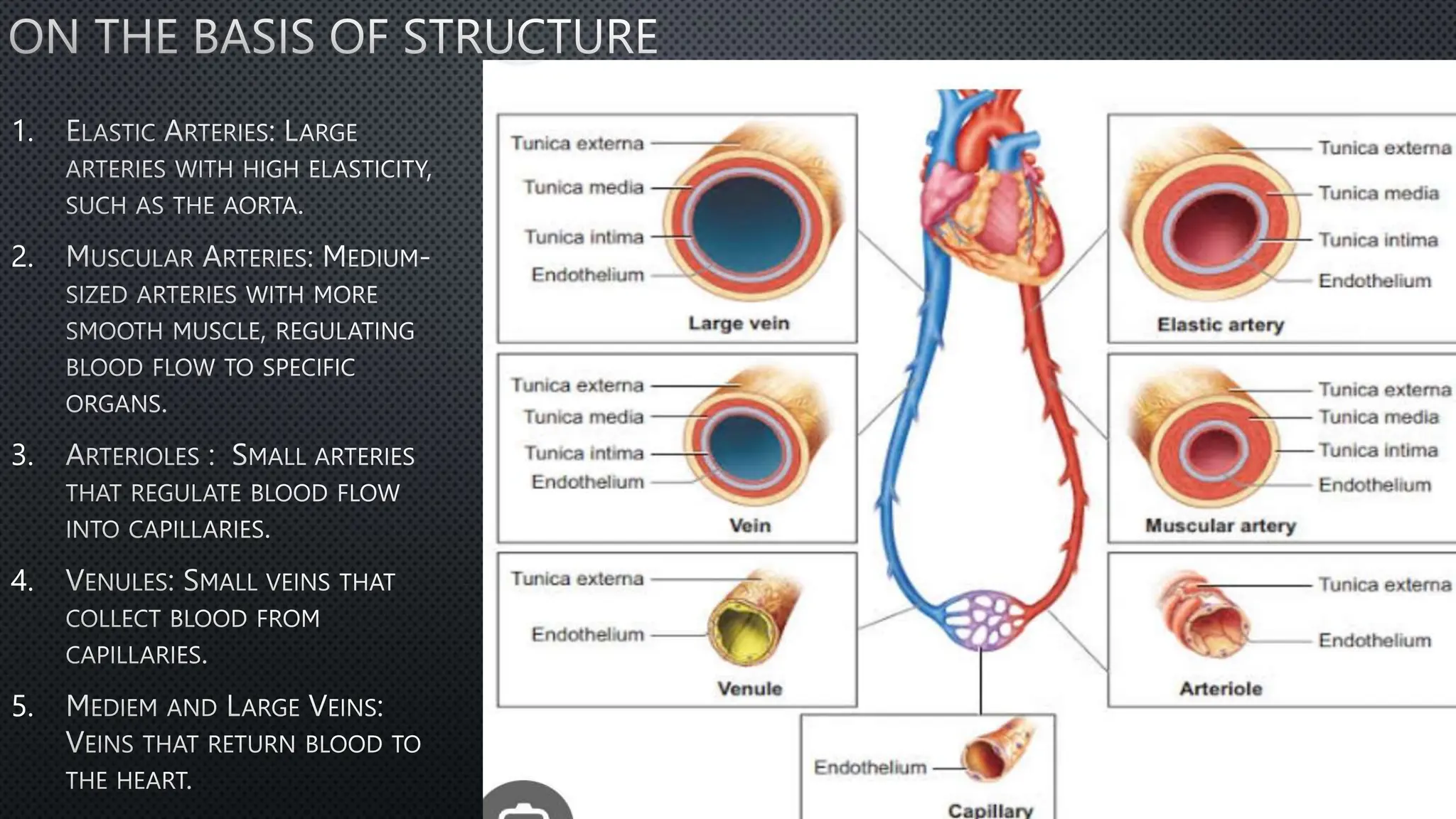Aorta and the Arterial system of the human being s | PPTX | Heart and ...