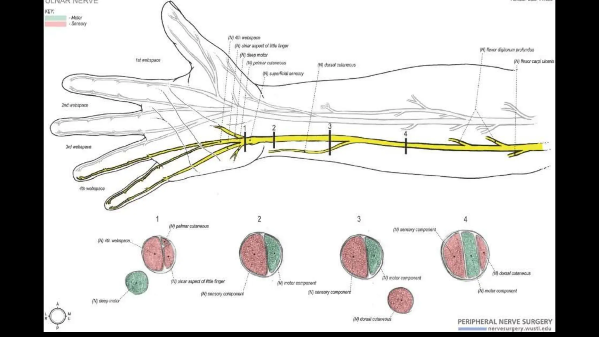 Nerve supply of upper limb detailed.pptx