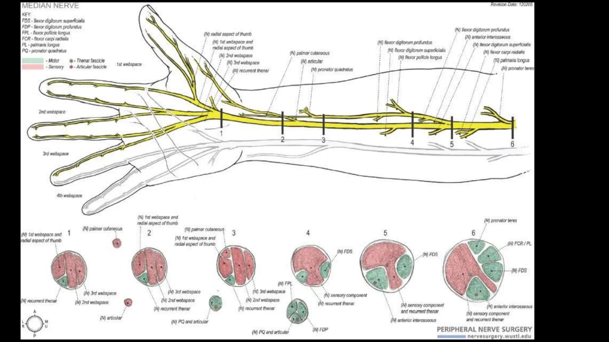 Nerve supply of upper limb detailed.pptx