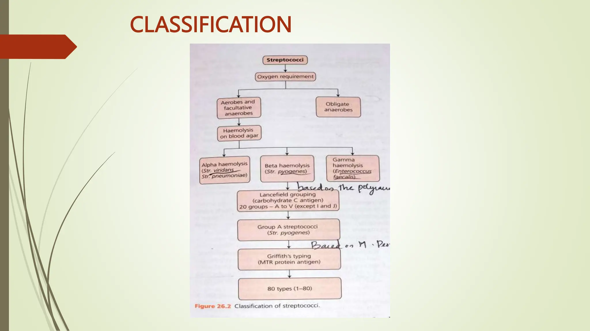 Streptococcus infections ppt download free | PPTX
