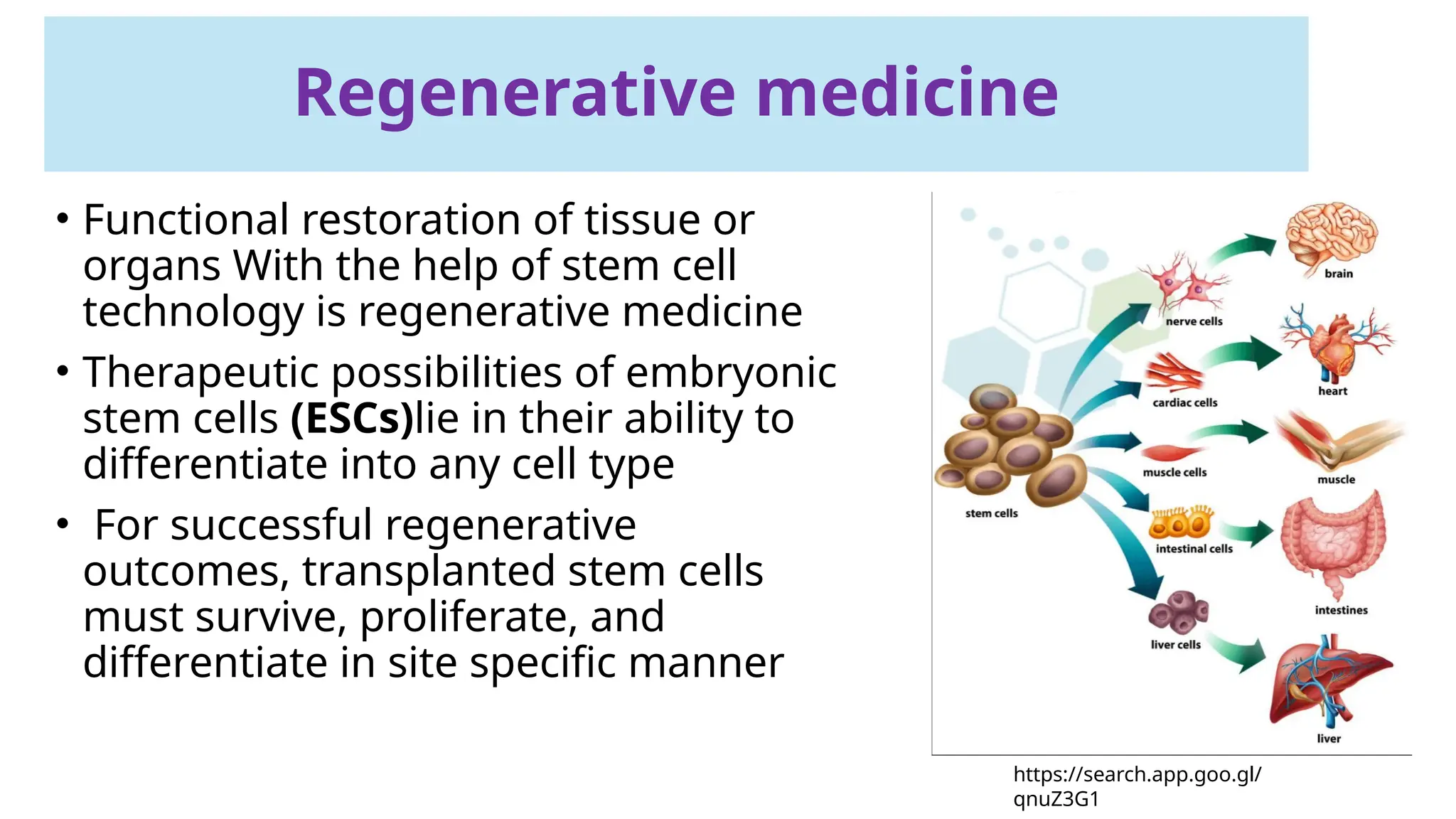 Stem cells in regenerative medicine ,Mechanism and signalling pathways ...