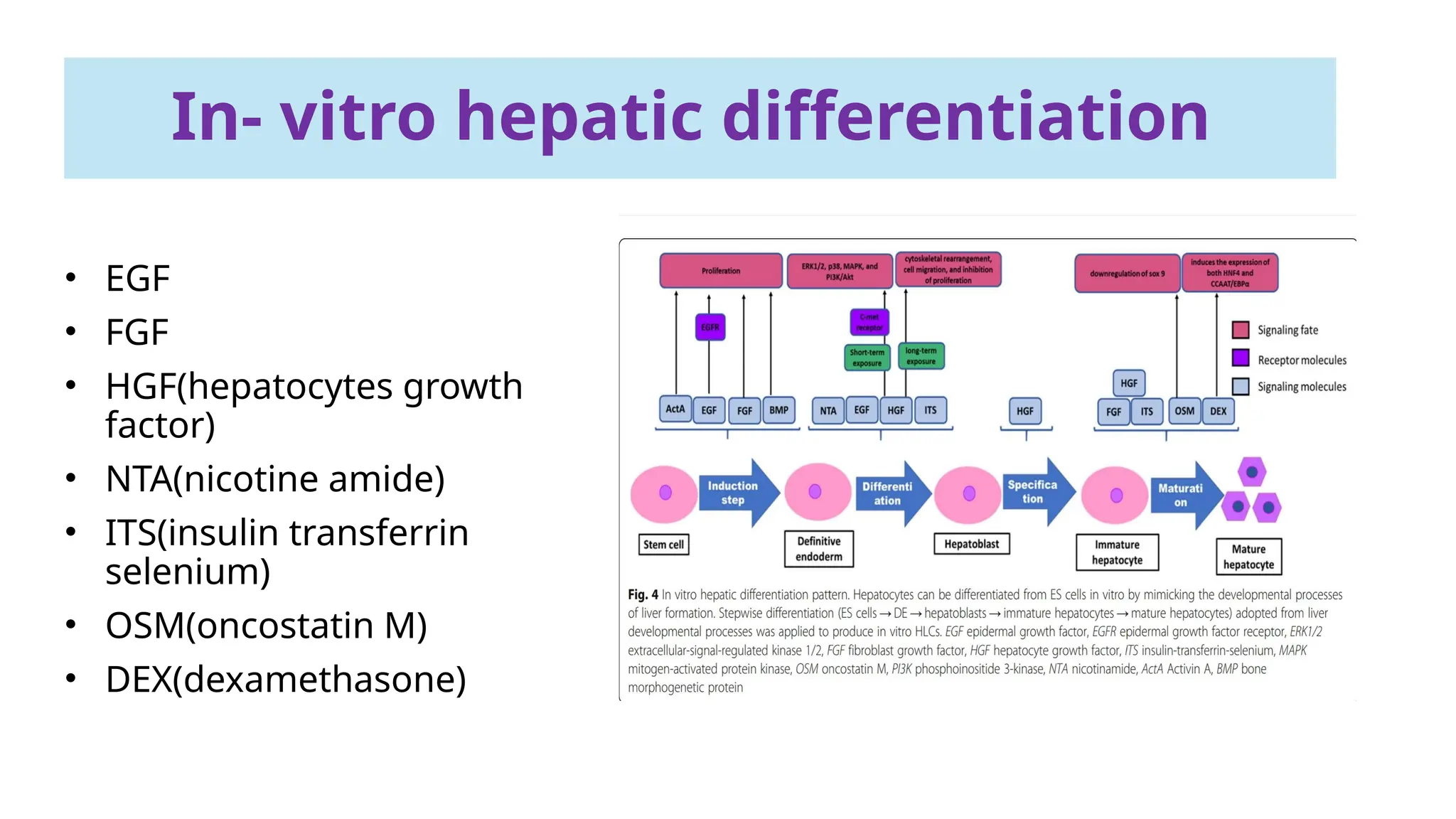 Stem cells in regenerative medicine ,Mechanism and signalling pathways ...
