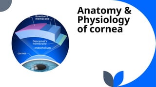Anatomy and Physiology of cornea ppt.pptx