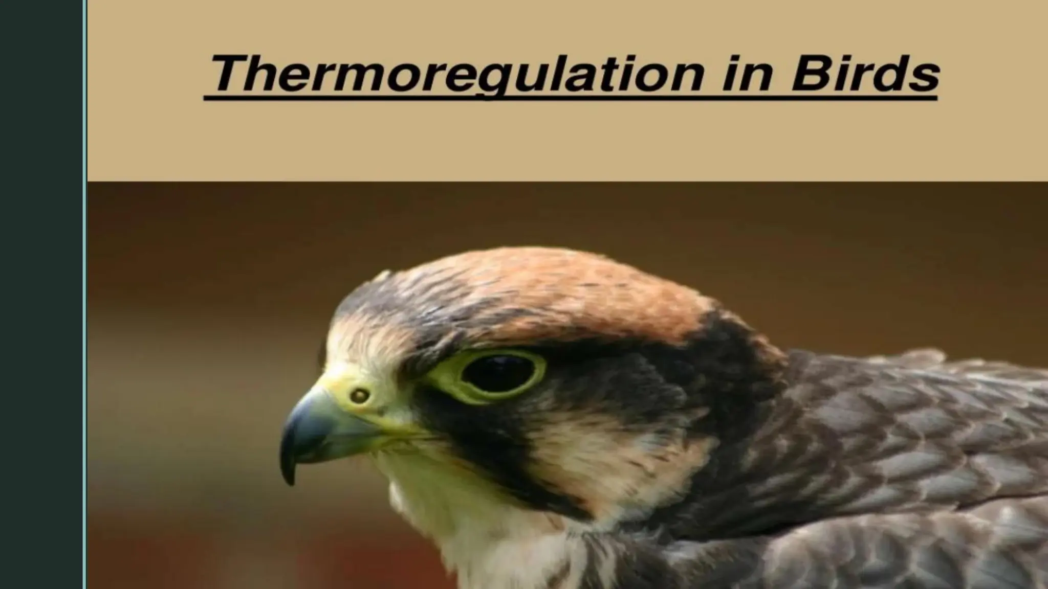 Thermoregulation in vertebrates presentation | PDF | Reptiles | Pets