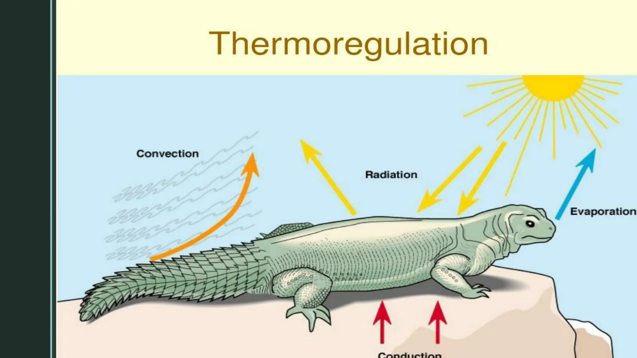Thermoregulation in vertebrates presentation | PDF | Reptiles | Pets