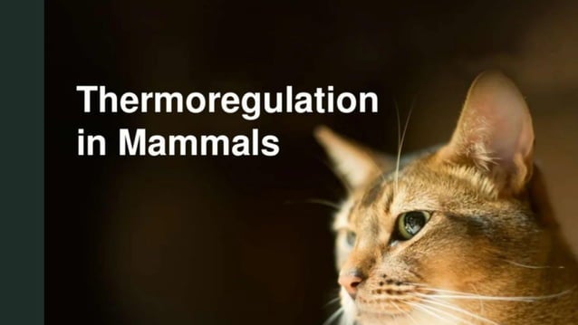 Thermoregulation in vertebrates presentation | PDF | Reptiles | Pets