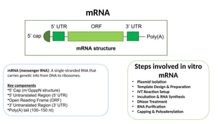 Template design for mRNA synthesis via IVT | PPTX
