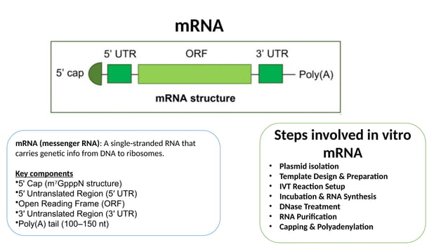 Template design for mRNA synthesis via IVT | PPTX