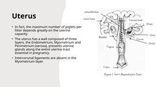 female reproductive system of sow anatomypptx | PPTX