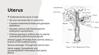 female reproductive system of sow anatomypptx | PPTX